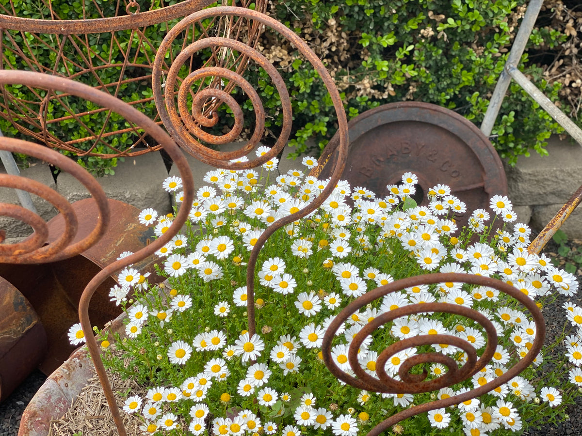 Curly Swirl Stake – The OLDE Farm Store